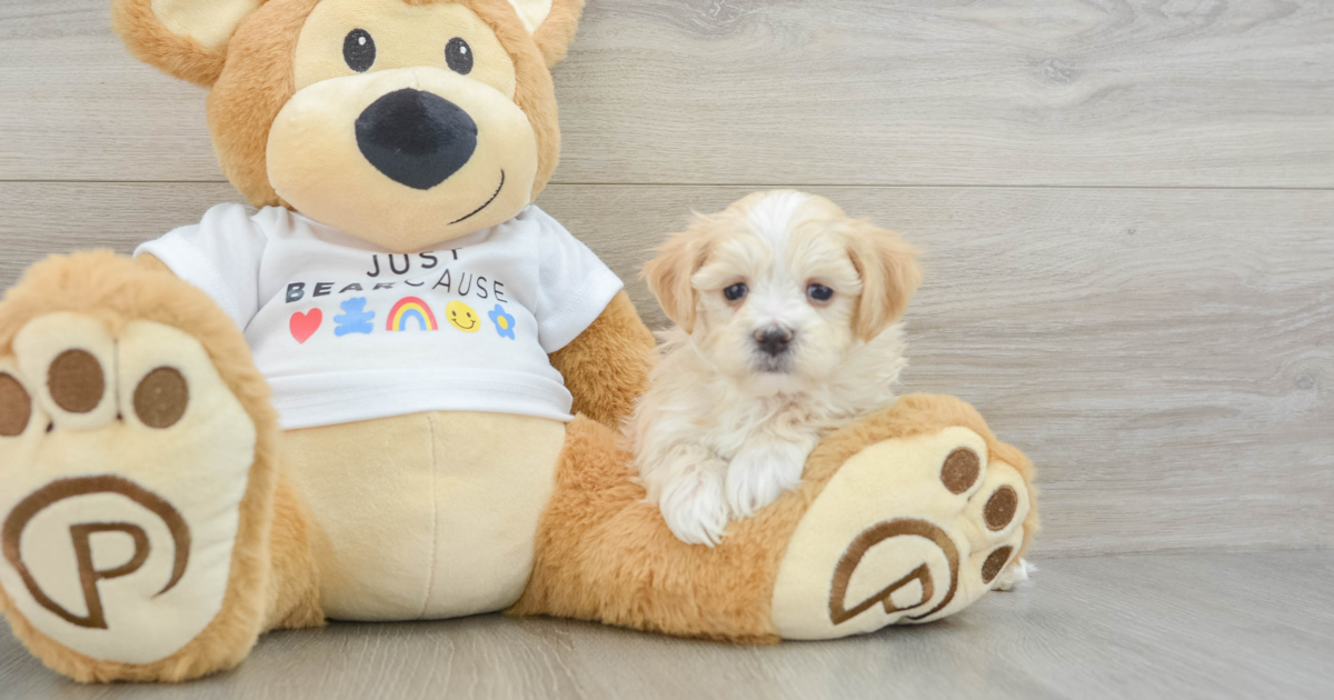 Friendly Maltipoo Stitch: 1lb 10oz Doodle Puppy