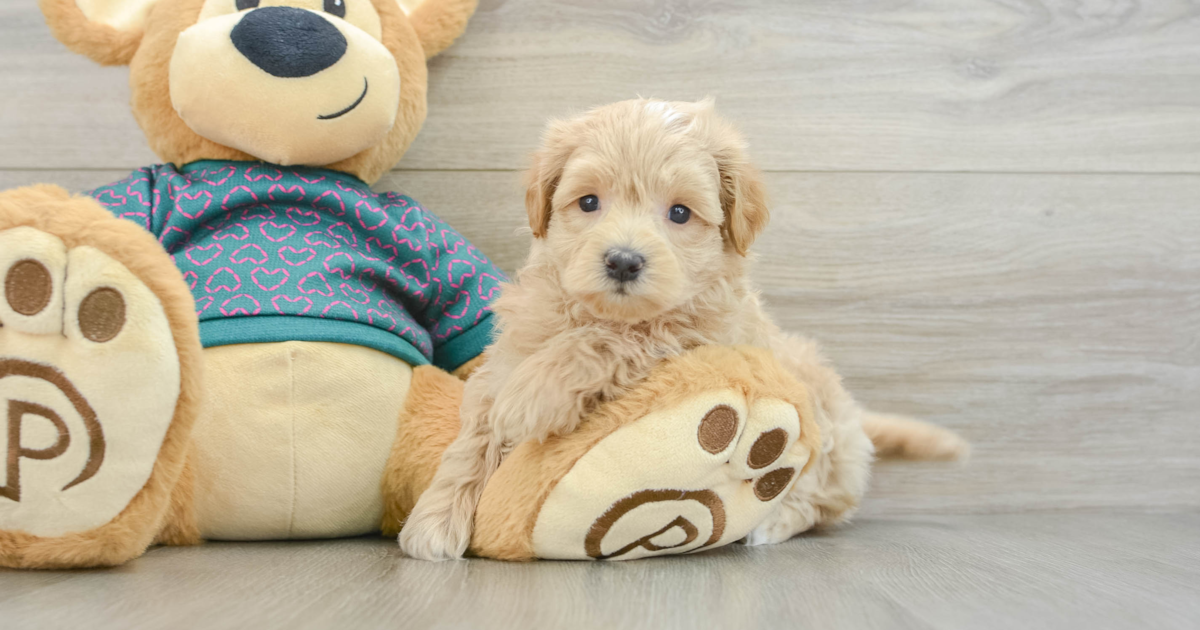 Happy Maltipoo Stitch: 3lb 8oz Doodle Puppy