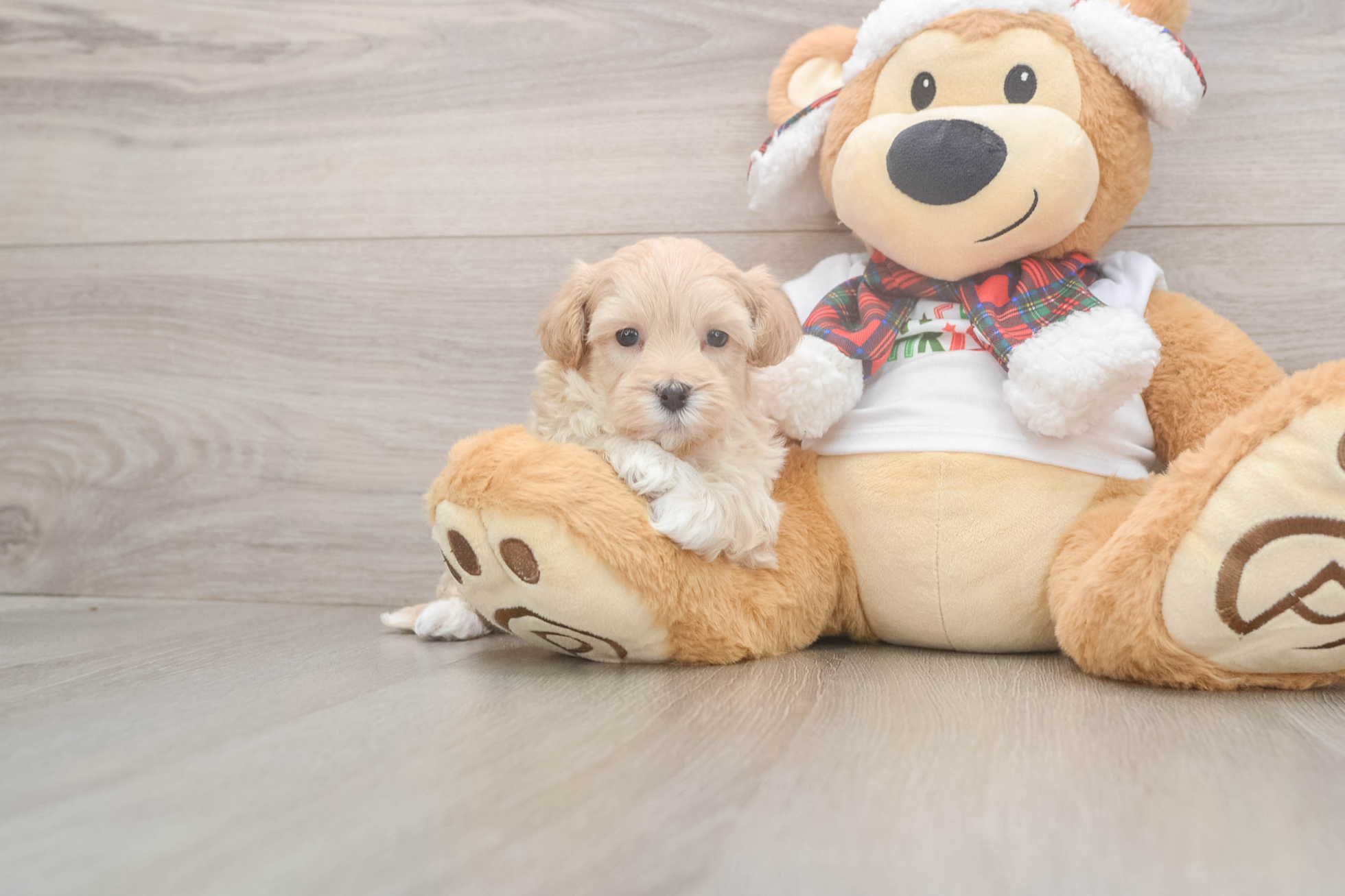 Cute Maltipoo Stitch: 1lb 10oz Doodle Puppy