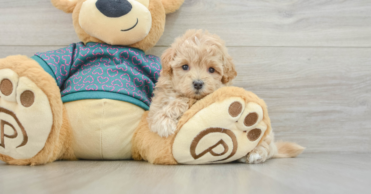 Adorable Maltipoo Sunflower: 2lb 9oz Doodle Puppy