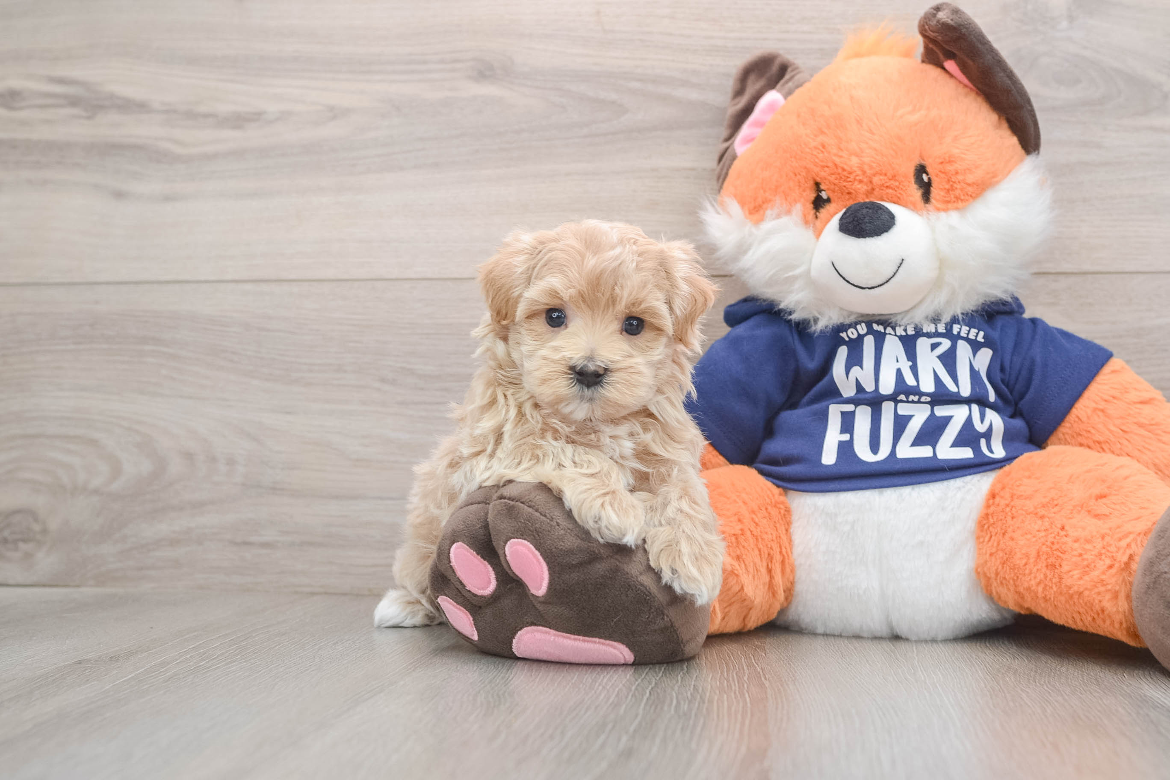 Cute Maltipoo Sweet Pea: 3lb 4oz Doodle Puppy