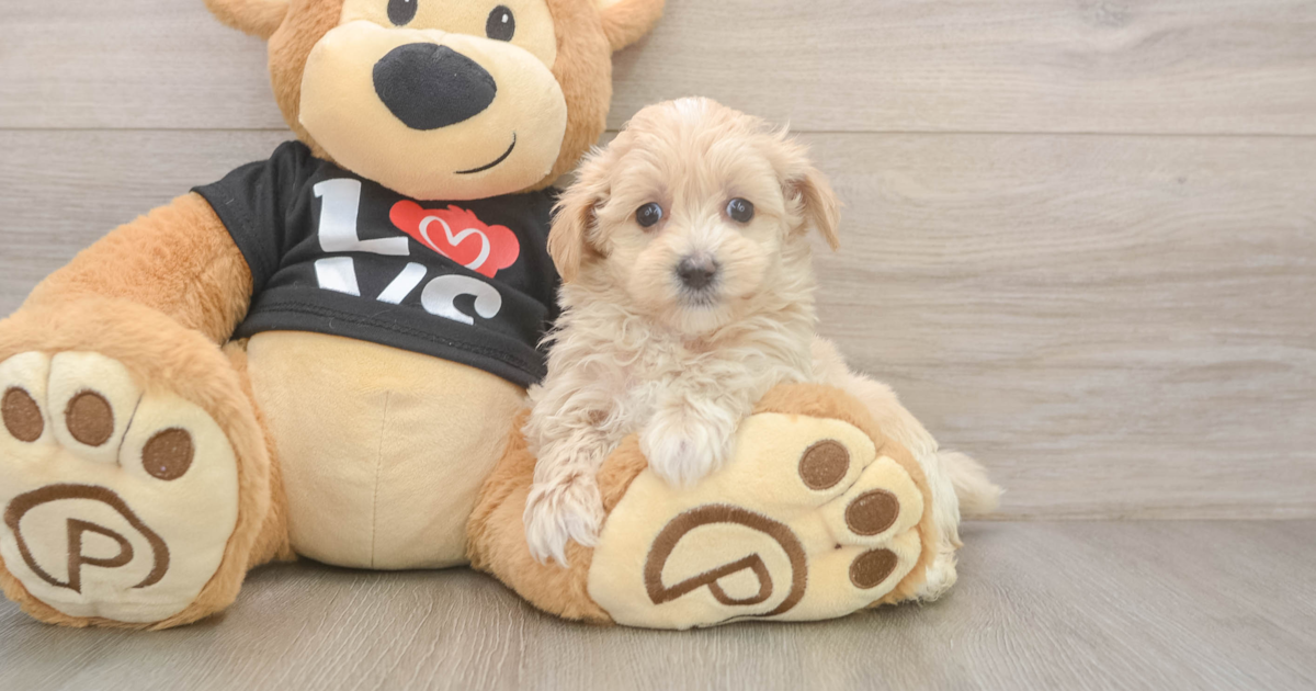 Friendly Maltipoo Swiss: 2lb 10oz Doodle Puppy