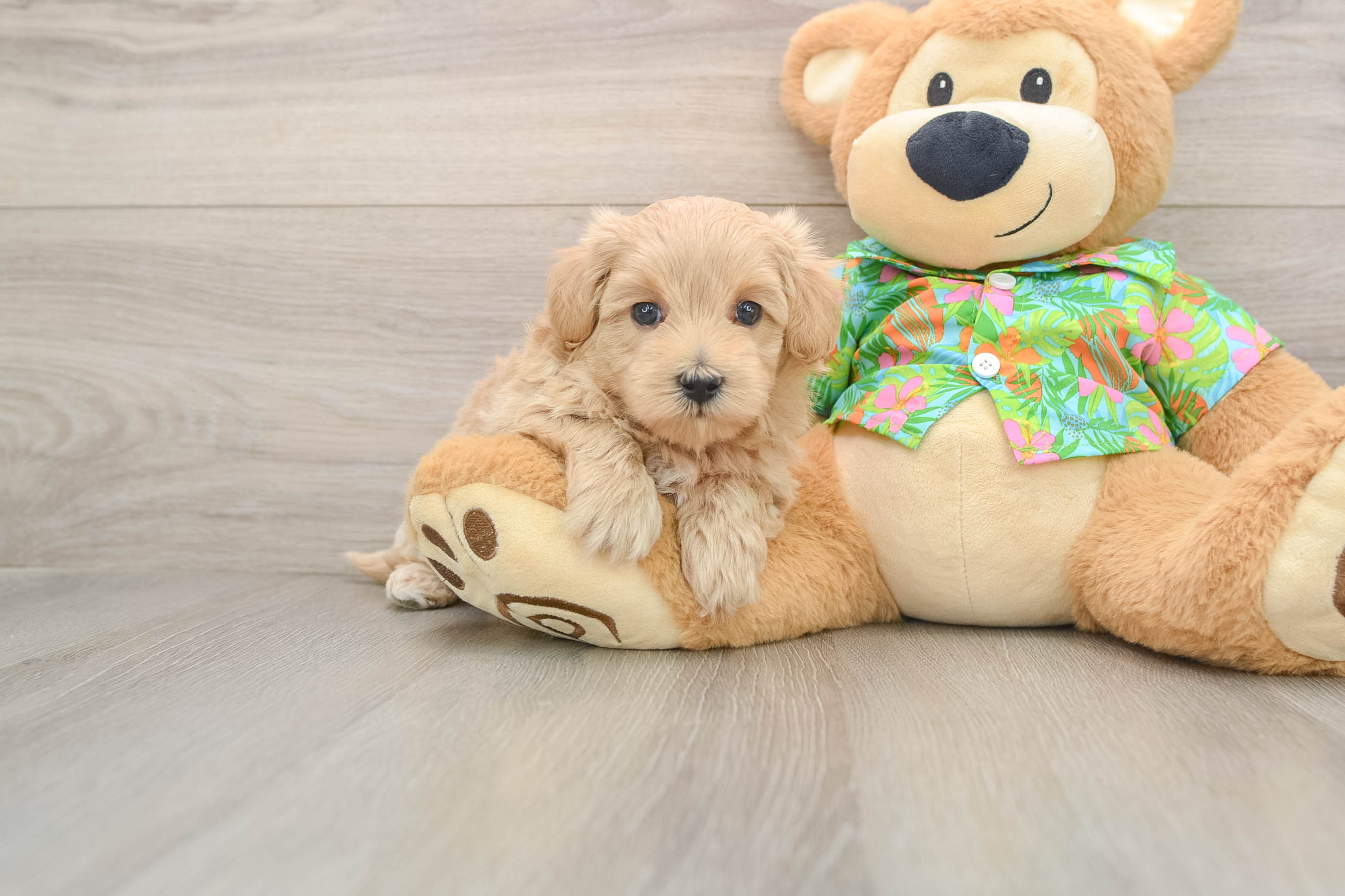 Maltipoo Taco: 2lb 10oz Doodle Puppy