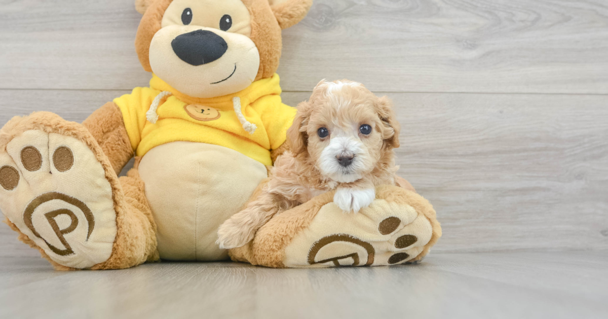 Petite Maltipoo Tofu: 3lb 3oz Doodle Puppy