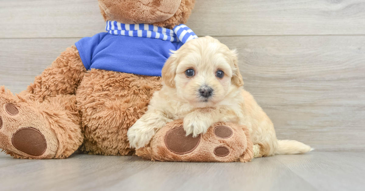 Happy Maltipoo Tofu: 2lb 9oz Doodle Puppy