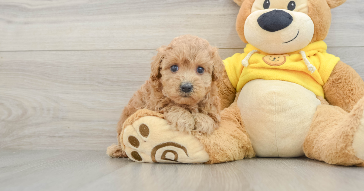 Popular Maltipoo Tofu: 3lb 7oz Doodle Puppy