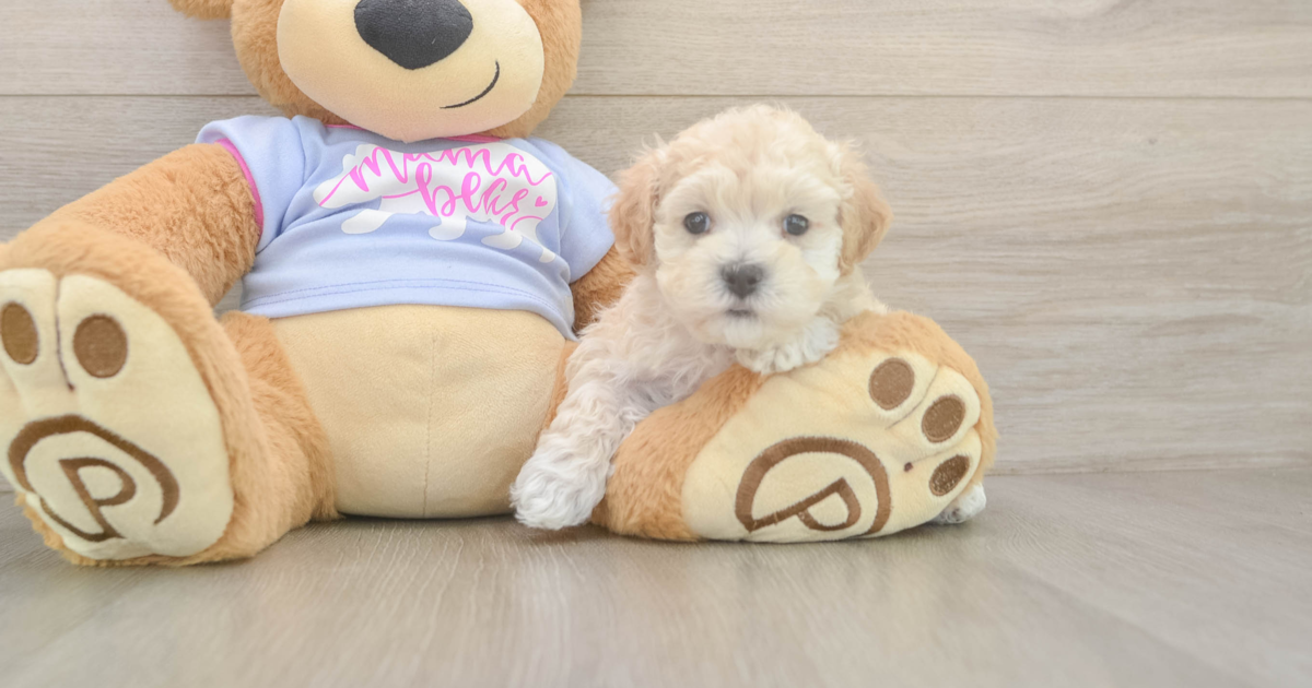 Energetic Maltipoo Tofu: 1lb 14oz Doodle Puppy