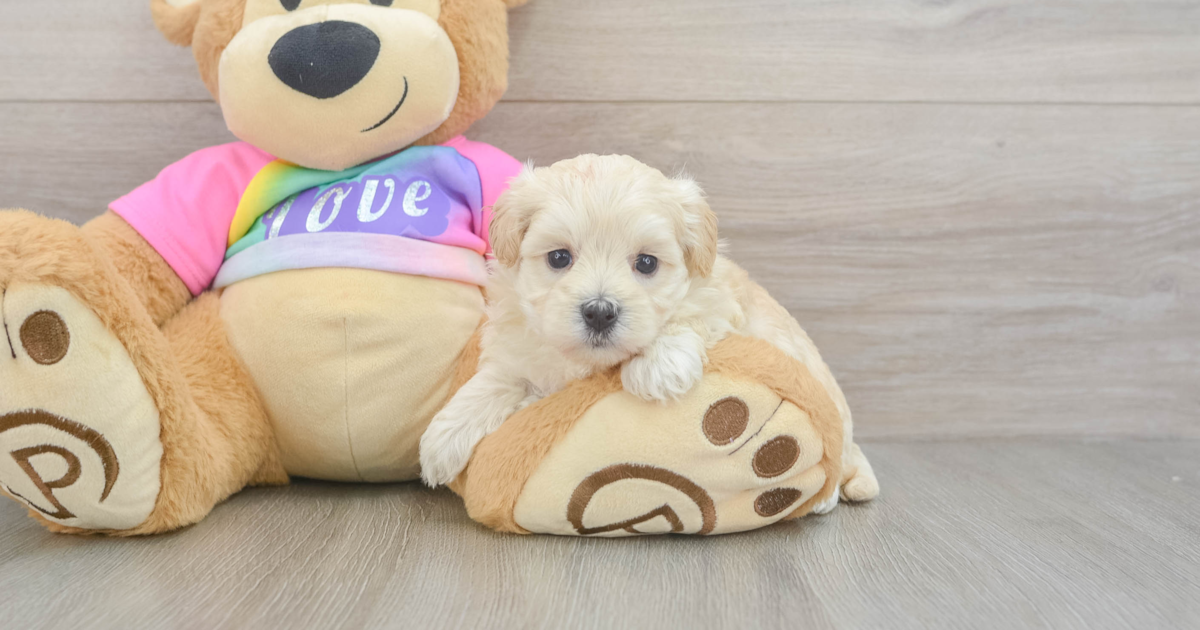 Little Maltipoo Toledo: 2lb 10oz Doodle Puppy