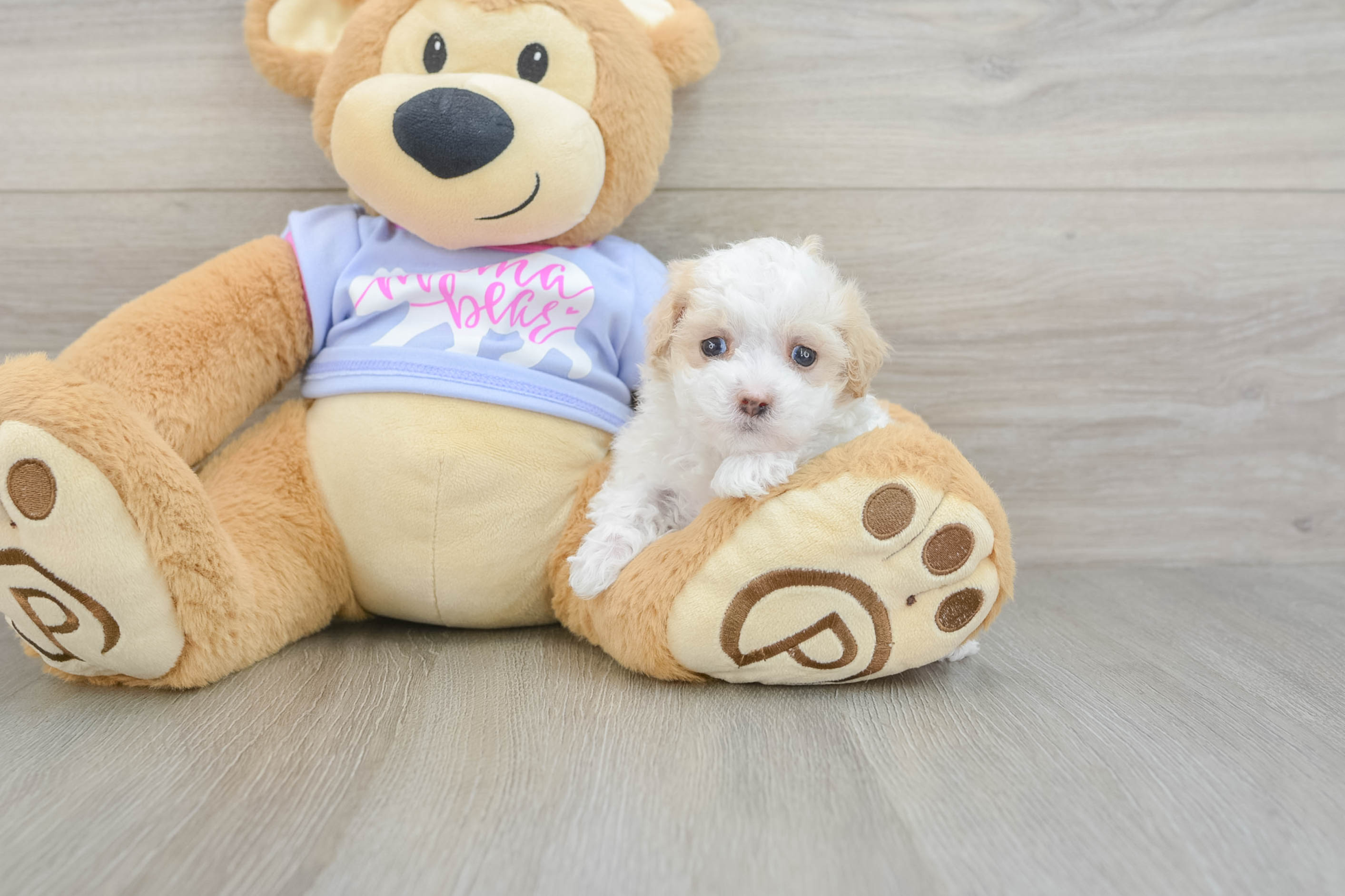 Happy Maltipoo Ursula: 2lb 2oz Doodle Puppy