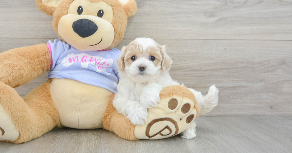 Happy Maltipoo Val: 3lb 4oz Doodle Puppy