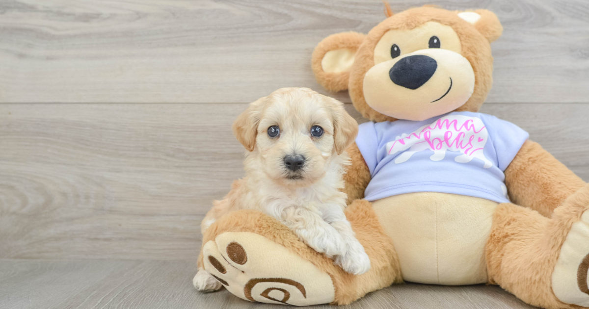 Small Maltipoo Wookie: 4lb 6oz Doodle Puppy