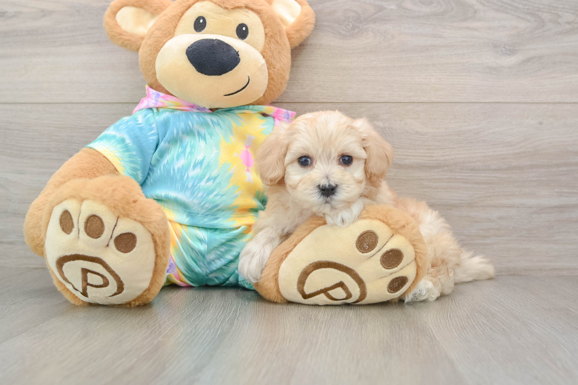 Maltipoo Ziggy: 1lb 14oz Doodle Puppy