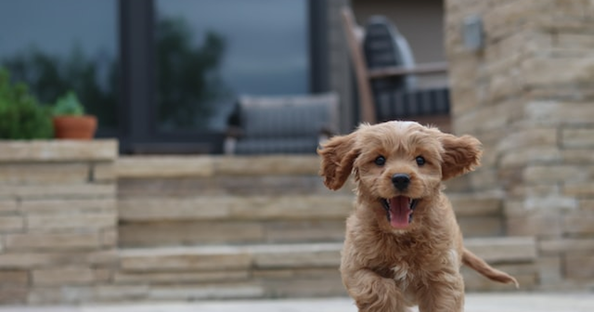 Meet the 6 Most Sought-After Small Doodles
