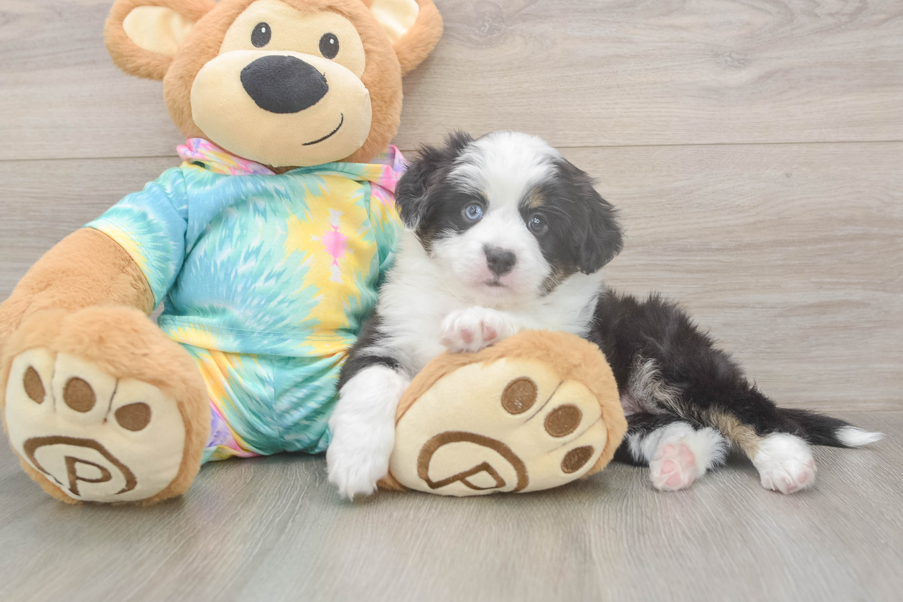 Funny Mini Aussie Earl Gray: 5lb 12oz Purebred Puppy