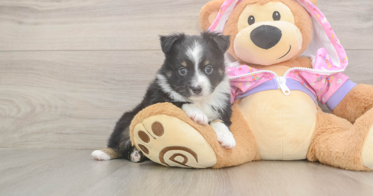 Petite Mini Aussie Earl Gray: 3lb 5oz Purebred Puppy