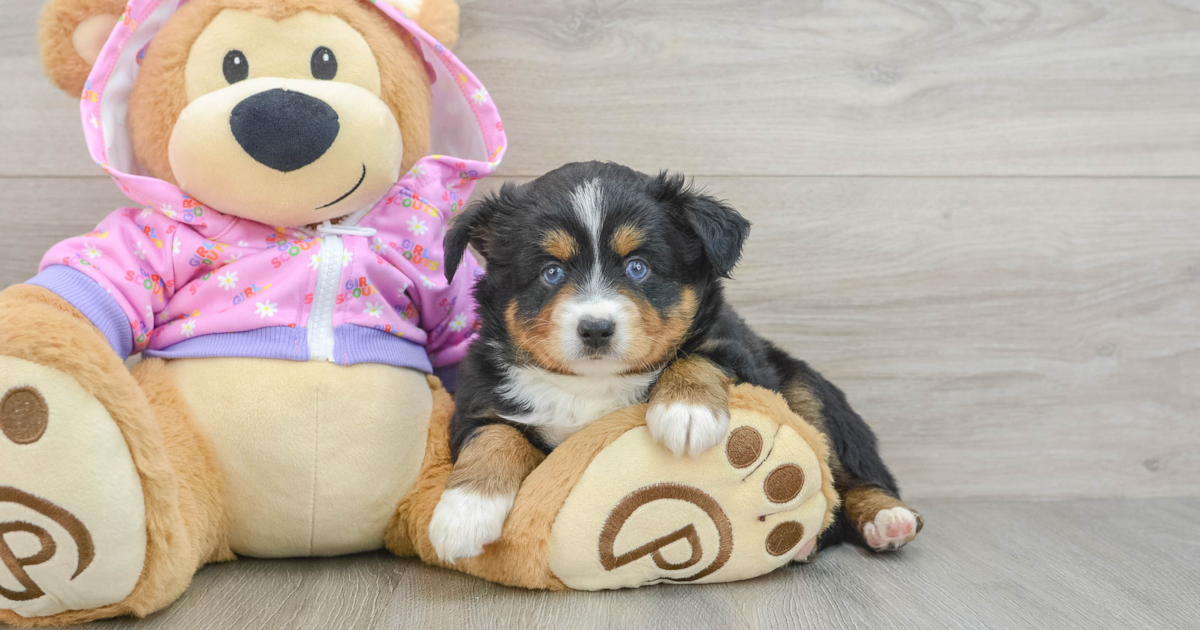 Friendly Mini Aussie Figaro: 4lb 3oz Purebred Puppy