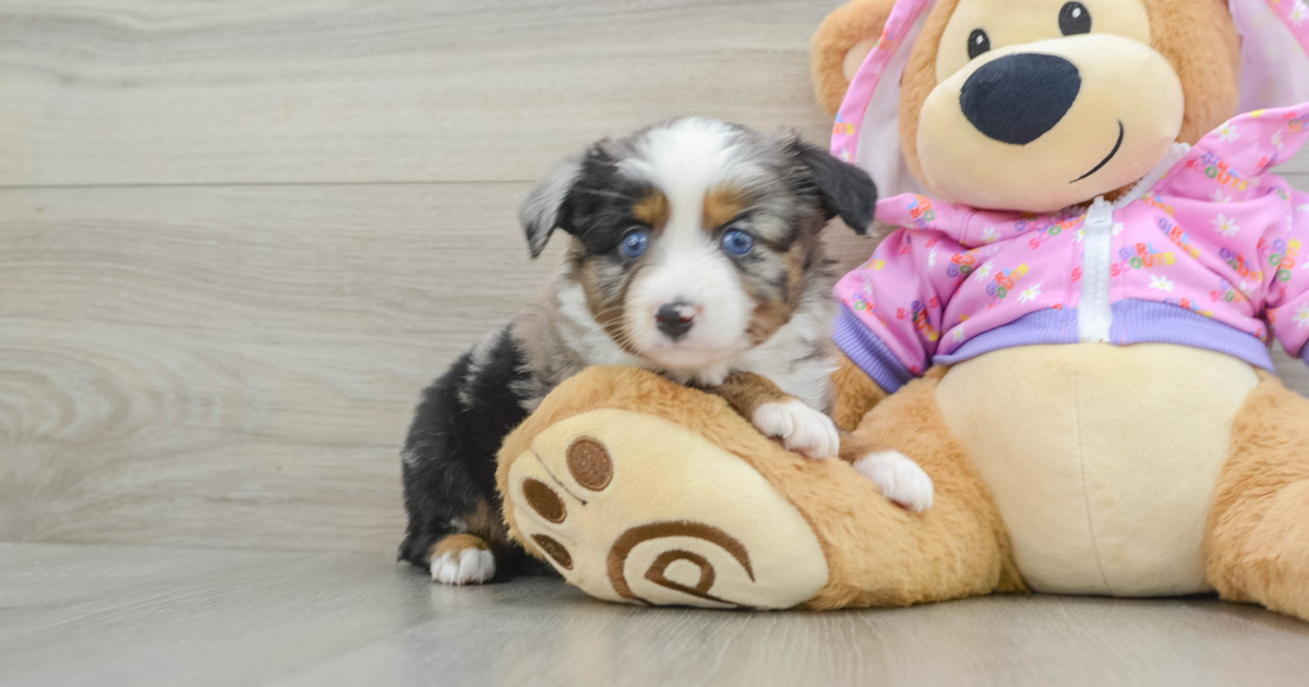 Cute Mini Aussie Glitter: 3lb 15oz Purebred Puppy