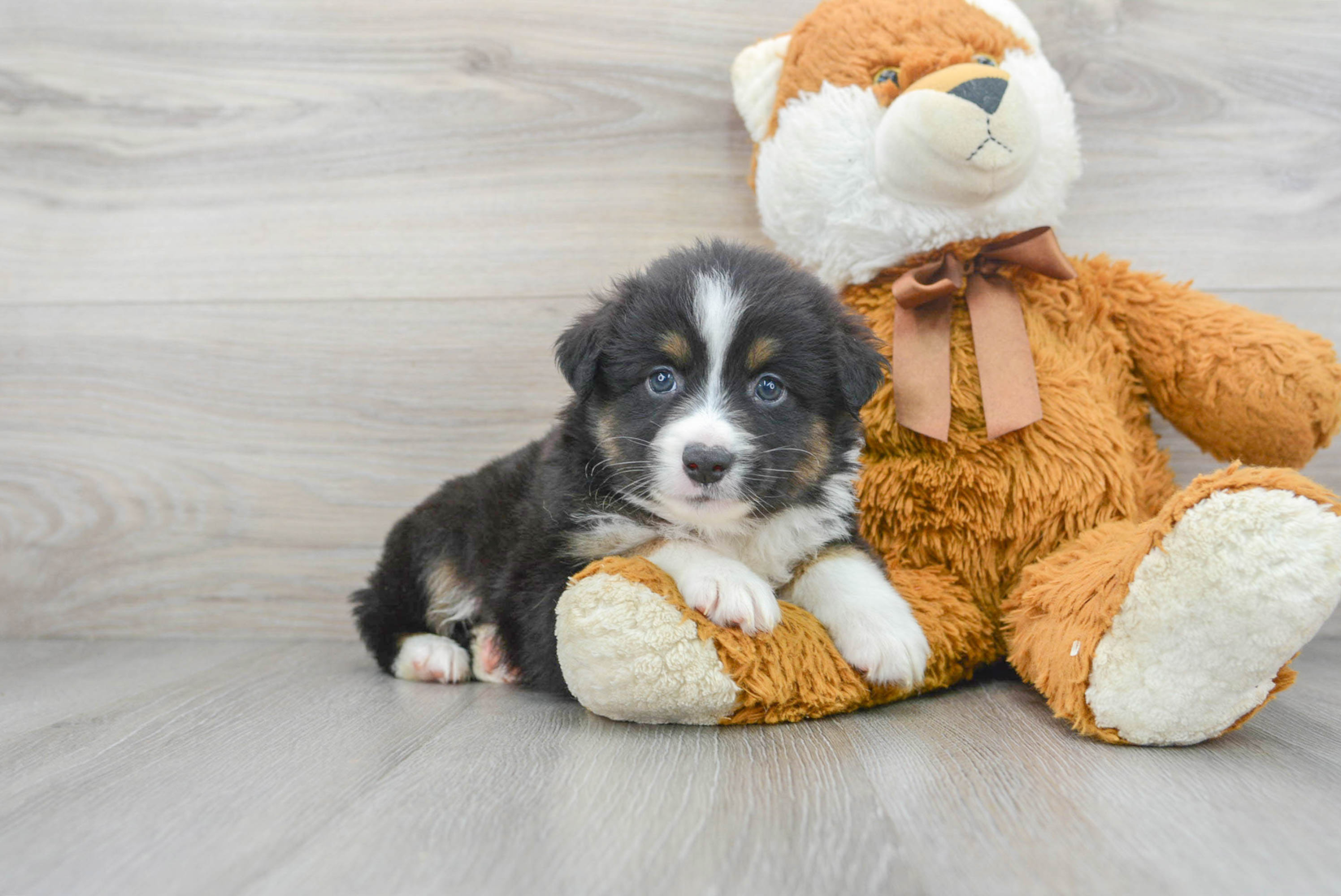 Photo Gallery: Beautiful Mini Aussie Pictures | Premier Pups