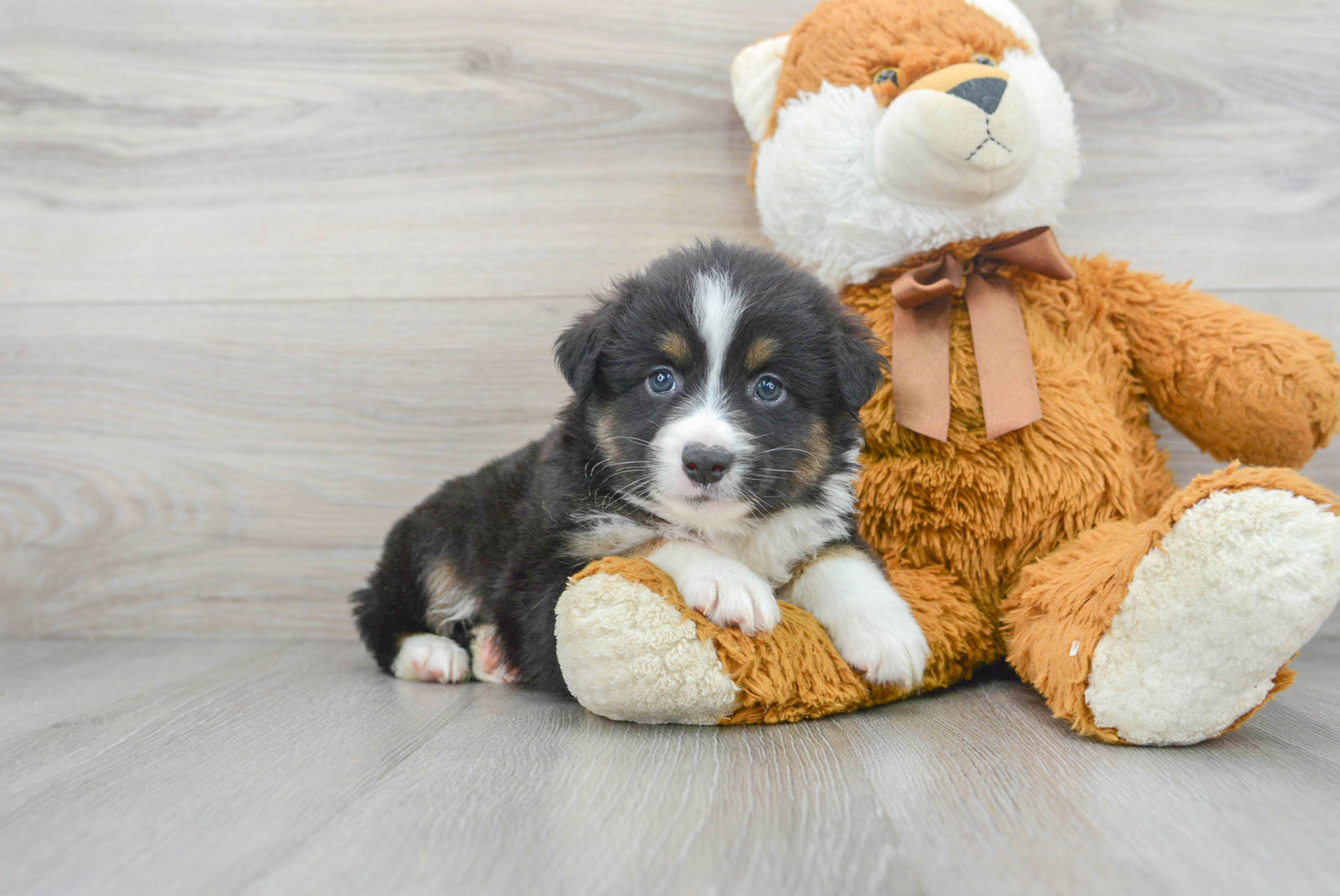 Photo Gallery: Beautiful Mini Aussie Pictures | Premier Pups