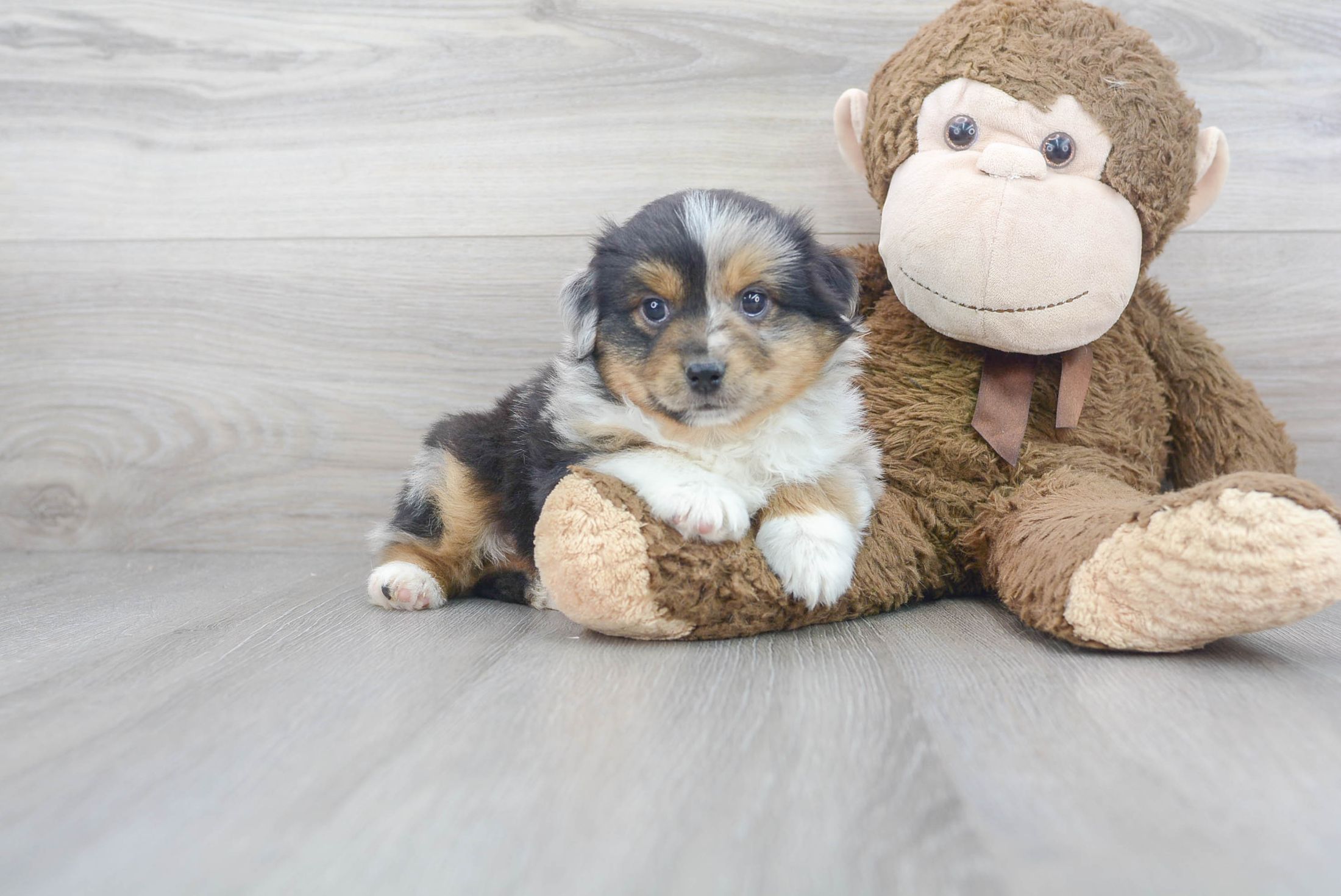 Photo Gallery: Beautiful Mini Aussie Pictures | Premier Pups