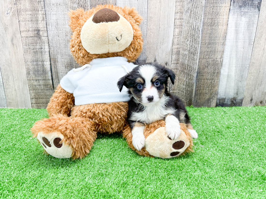 Photo Gallery: Beautiful Mini Aussie Pictures | Premier Pups