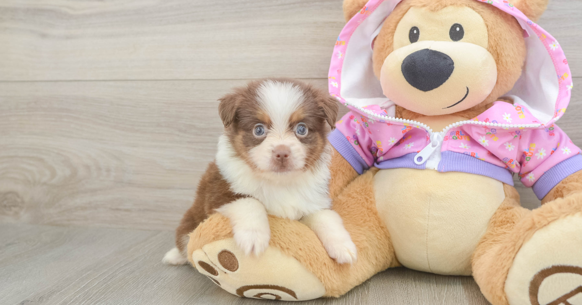 Friendly Mini Aussie Varys: 2lb 15oz Purebred Puppy