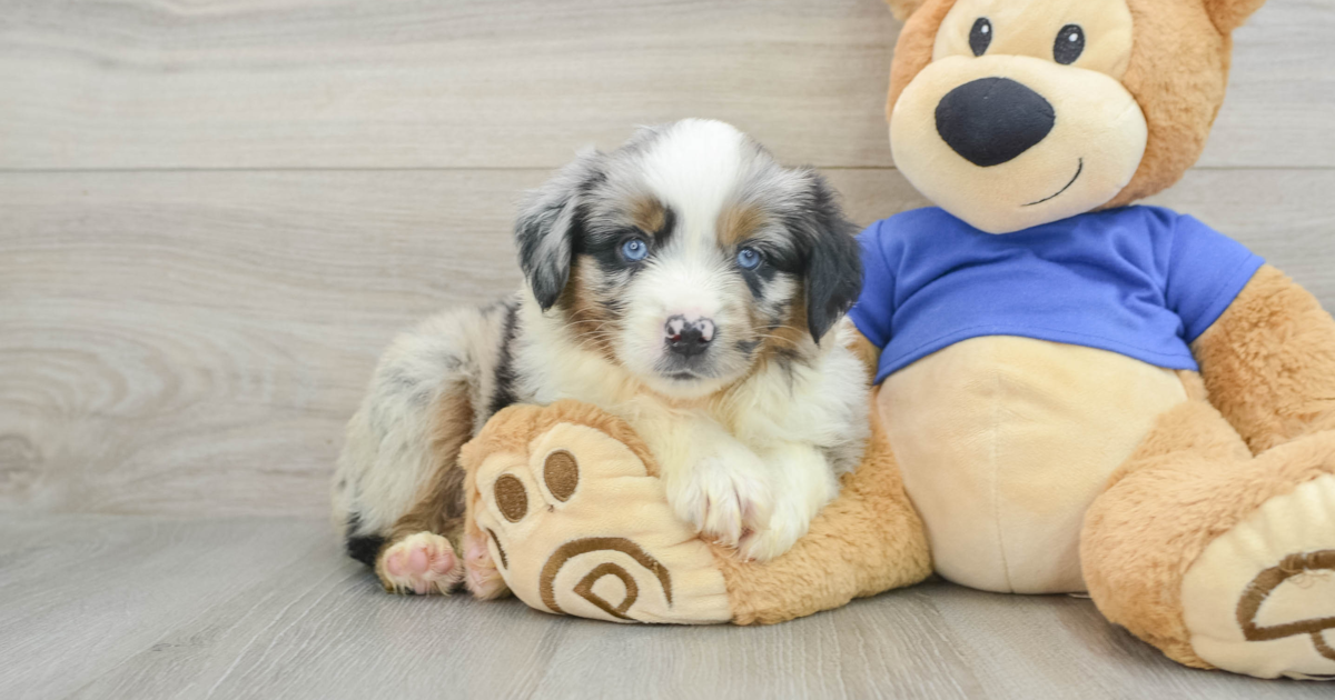 Energetic Mini Aussie Waldo: 10lb 3oz Purebred Puppy