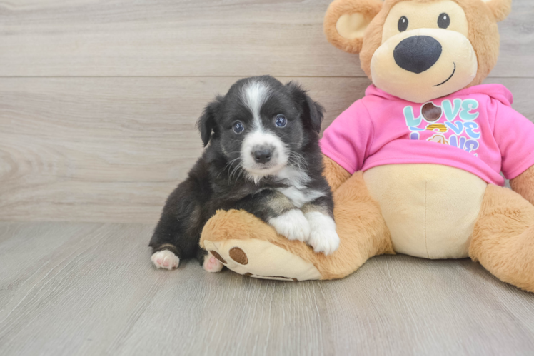 Popular Mini Aussie Weasley: 4lb 4oz Purebred Puppy