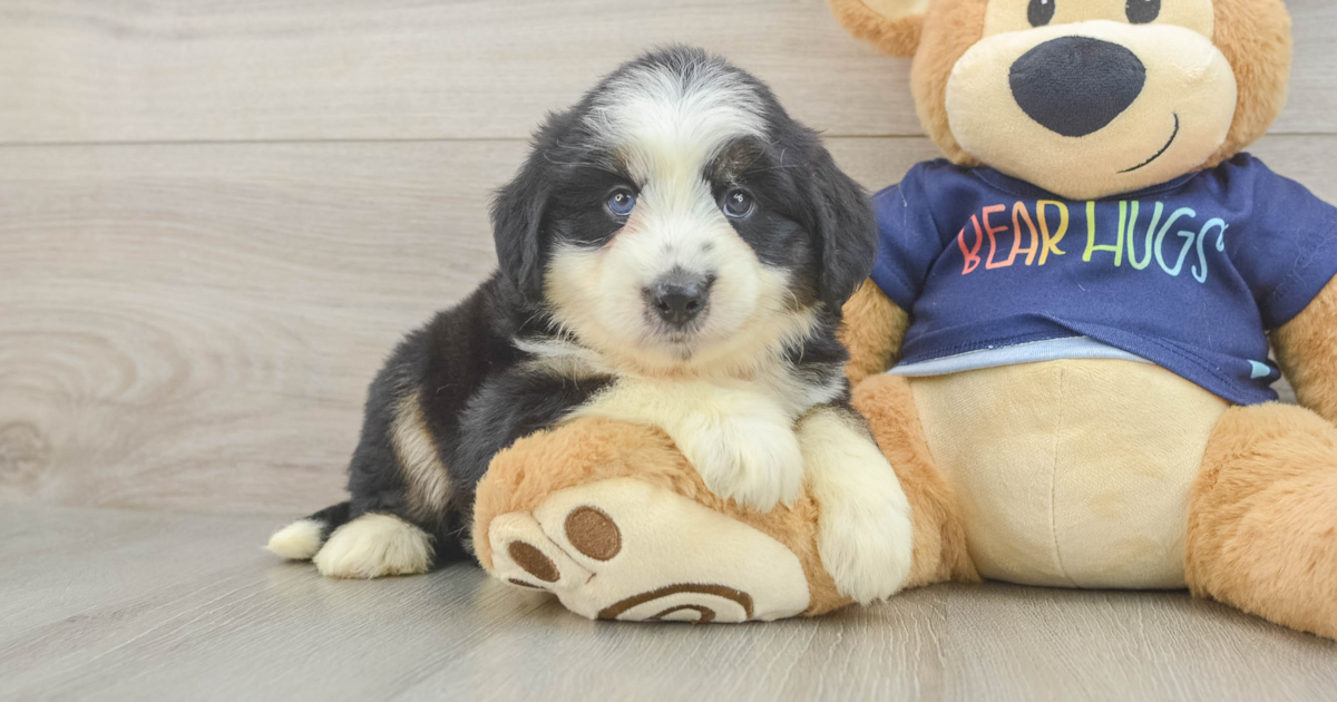 Petite Mini Aussiedoodle Aladdin: 7lb 15oz Doodle Puppy