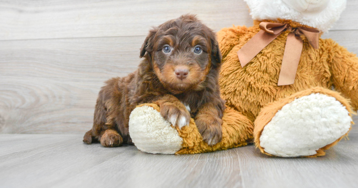 Friendly Mini Aussiedoodle Aladdin: 7lb 6oz Doodle Puppy