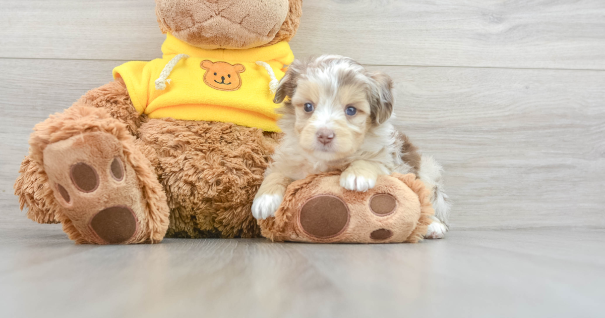 Little Mini Aussiedoodle Angela: 3lb 8oz Doodle Puppy
