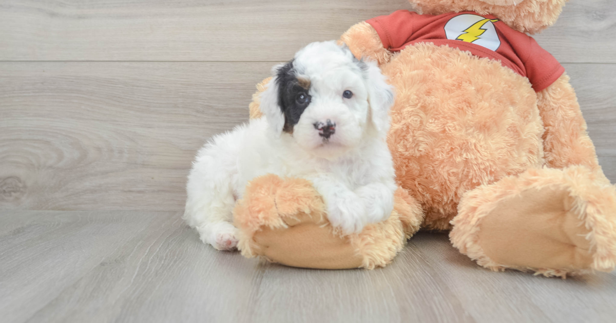 Sweet Mini Aussiedoodle Angela: 7lb 14oz Doodle Puppy