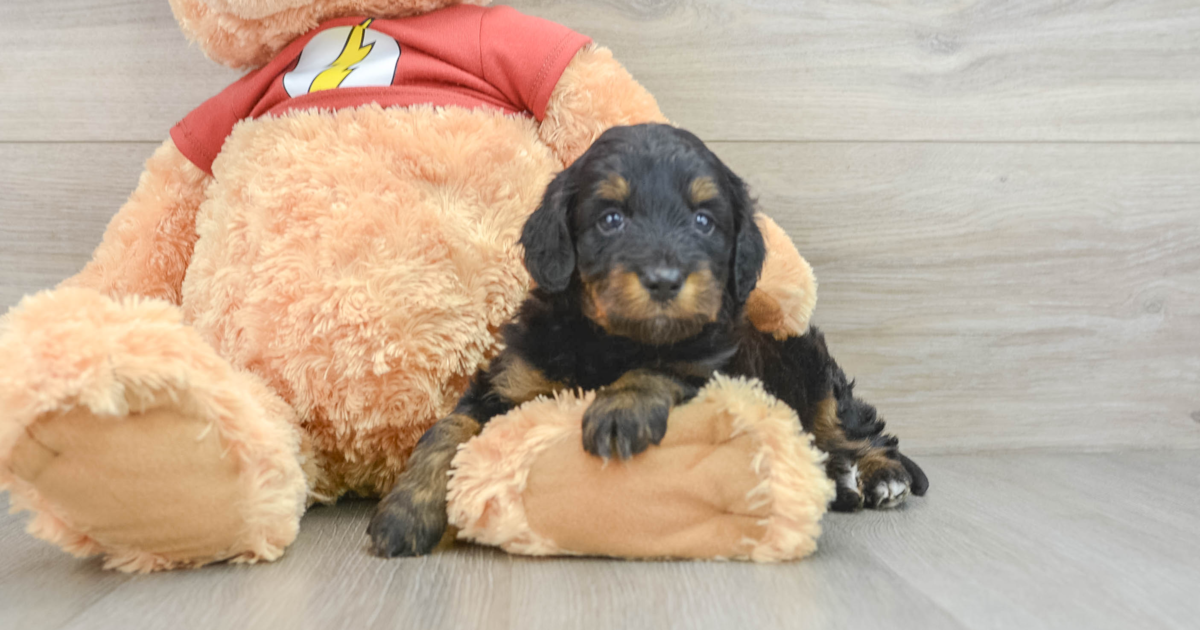 Hypoallergenic Mini Aussiedoodle Angela: 6lb 10oz Doodle Puppy