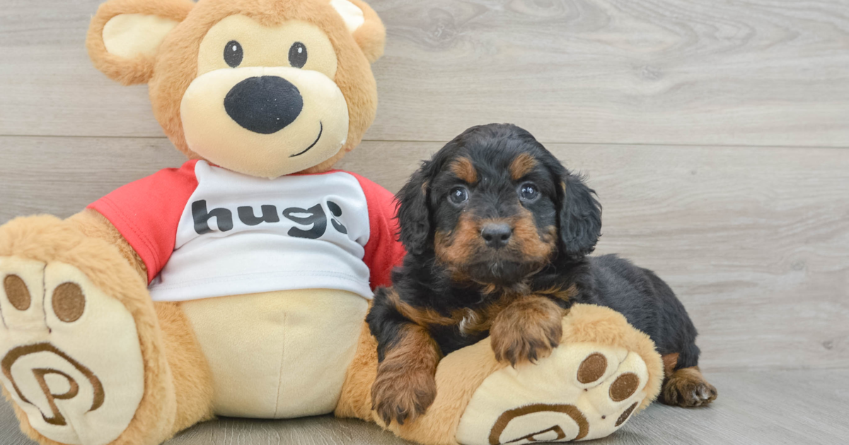 Funny Mini Aussiedoodle Angela: 8lb 4oz Doodle Puppy