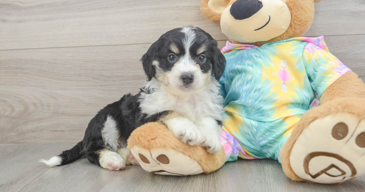 Fluffy Mini Aussiedoodle Angela: 7lb 1oz Doodle Puppy