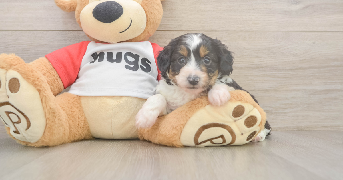 Playful Mini Aussiedoodle Angela: 4lb 7oz Doodle Puppy