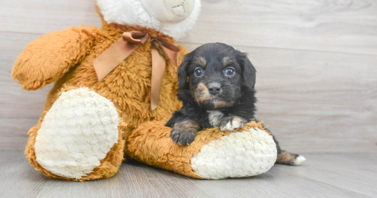 Adorable Mini Aussiedoodle Angela: 2lb 15oz Doodle Puppy