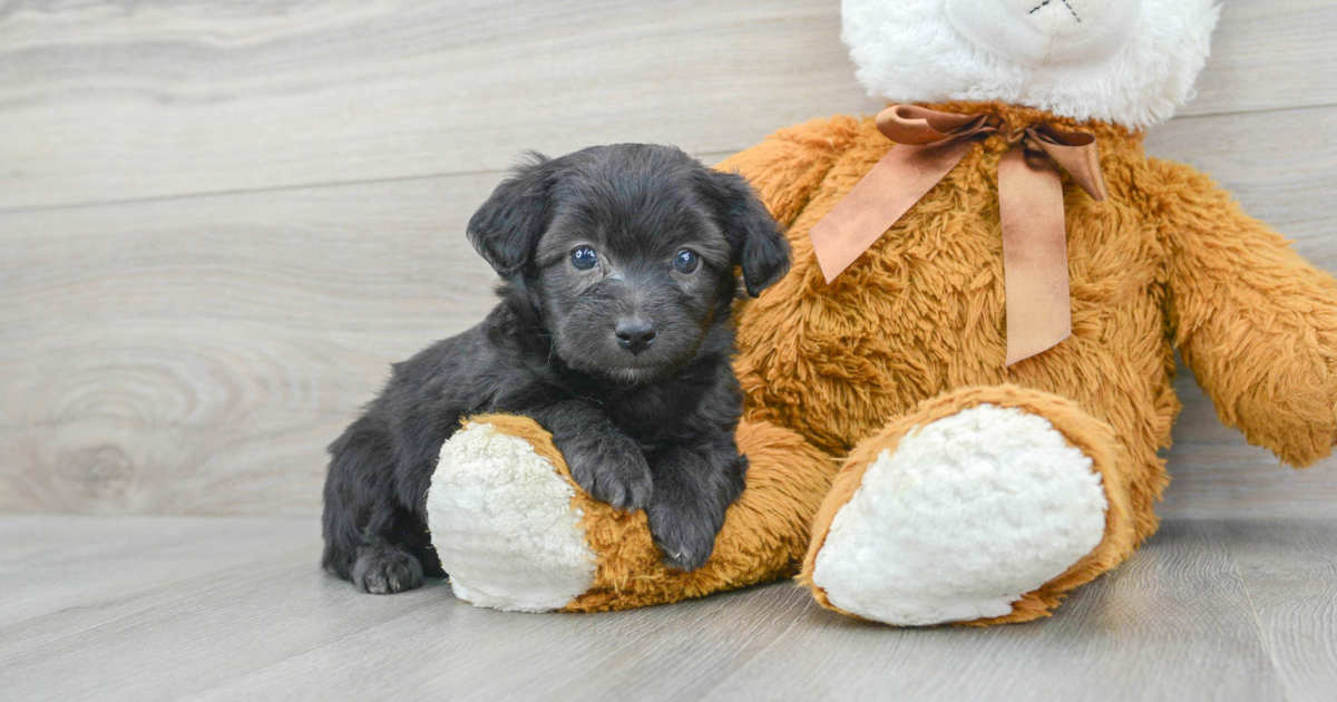 Adorable Mini Aussiedoodle Ari: 3lb 3oz Doodle Puppy
