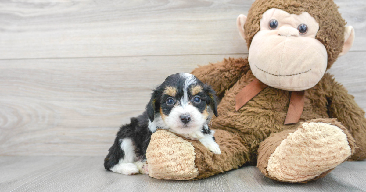 Small Mini Aussiedoodle Ari: 2lb 3oz Doodle Puppy