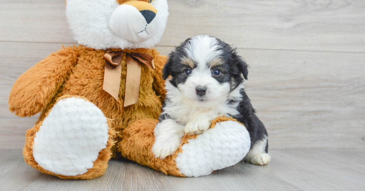 Hypoallergenic Mini Aussiedoodle Ari: 3lb 7oz Doodle Puppy