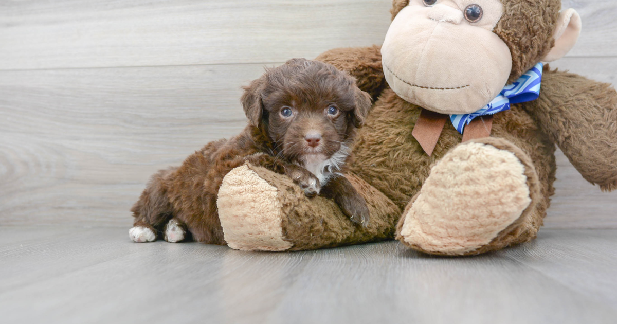 Popular Mini Aussiedoodle Ari: 3lb 14oz Doodle Puppy