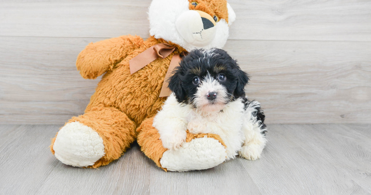 Adorable Mini Aussiedoodle Ari: 4lb 13oz Doodle Puppy