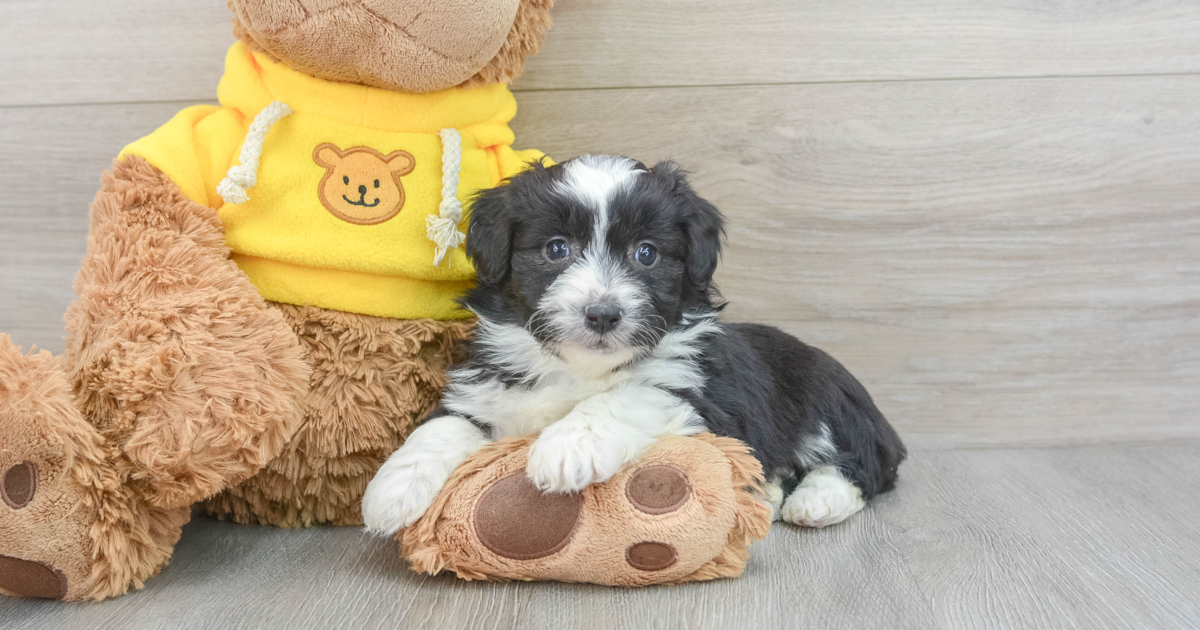 Are Mini Aussies Hypoallergenic