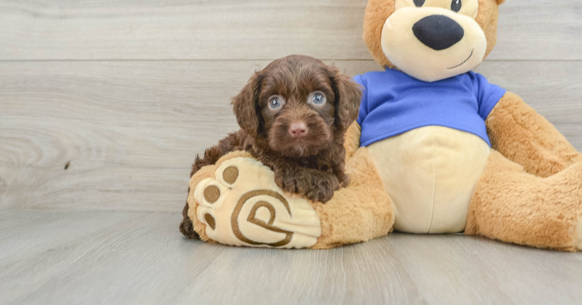 Adorable Mini Aussiedoodle Austin: 4lb 1oz Doodle Puppy