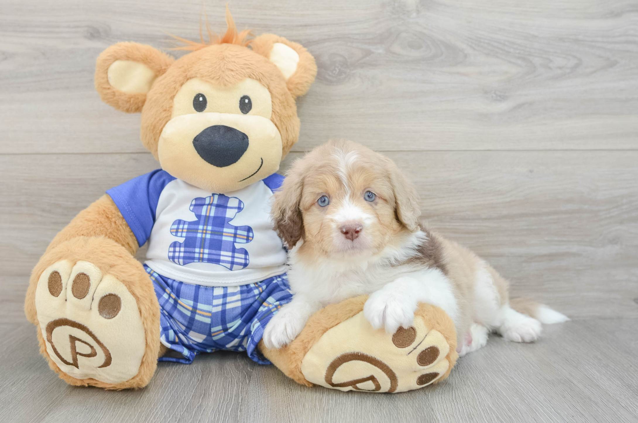 Mini Aussie Puppies for Sale - Buy Now! - Premier Pups