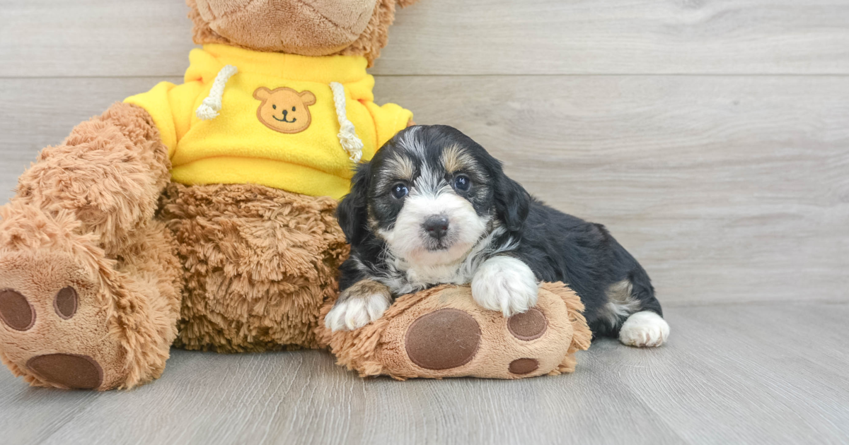 Funny Mini Aussiedoodle Bali: 5lb 2oz Doodle Puppy