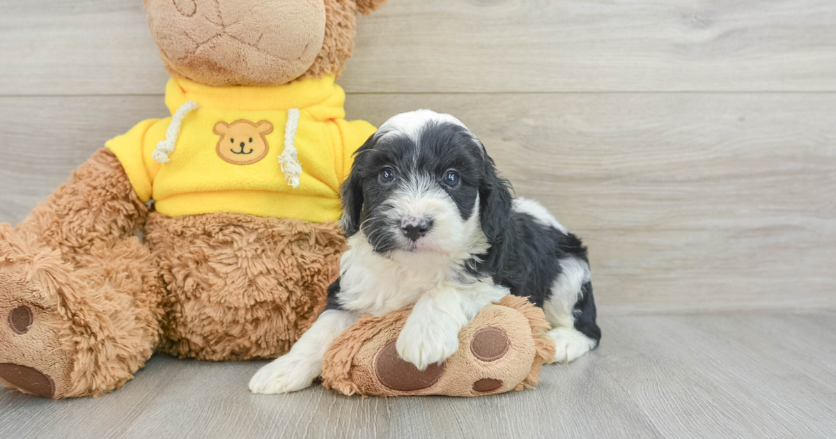 Funny Mini Aussiedoodle Bali: 6lb 3oz Doodle Puppy