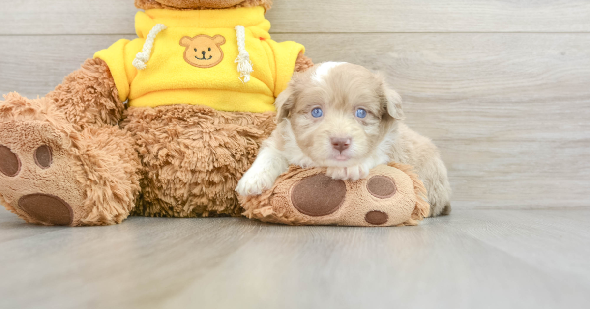 Adorable Mini Aussiedoodle Bali: 3lb 8oz Doodle Puppy