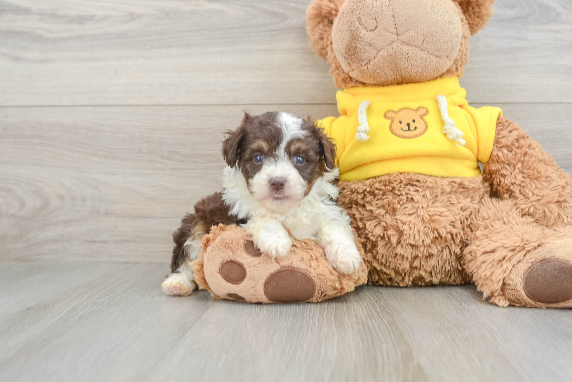 Adorable Mini Aussiedoodle Bali: 2lb 11oz Doodle Puppy