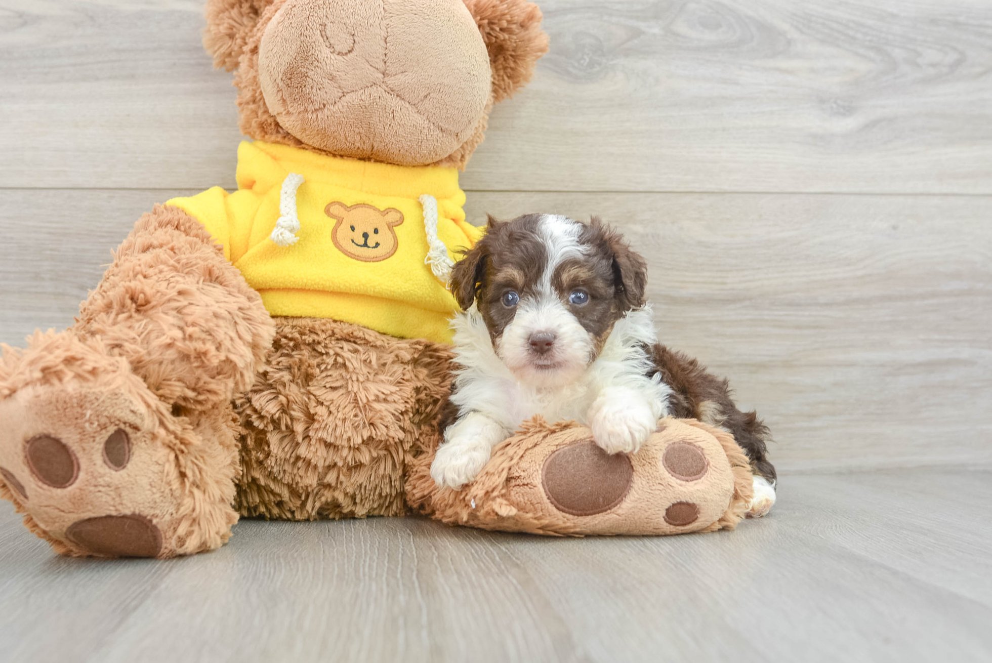 Adorable Mini Aussiedoodle Bali: 2lb 11oz Doodle Puppy